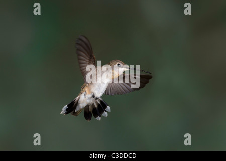 Female Calliope Hummingbird Hovering in Flight Stock Photo - Alamy