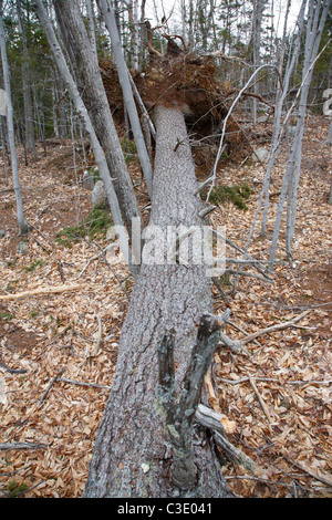 Uprooted Eastern White Pine tree (Pinus strobus) in the White Mountain ...