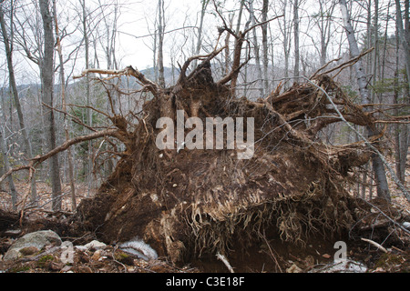 Uprooted Eastern White Pine tree (Pinus strobus) in the White Mountain ...