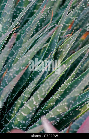 Succulent Leaves Of Lace Aloe Aloe aristata Taken In Calderstones Park ...