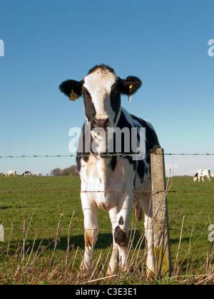 Holstein Friesian cattle Stock Photo - Alamy