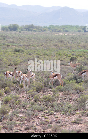 Springbok, former national symbol of South Africa, antelope, wildlife ...