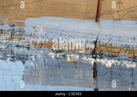 Wire mesh fence, ice formations, nature, winter, ice, cold Stock Photo ...