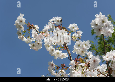 The Ornamental Prunus Shizuka 'Cherry Tree' or Fragrant Cloud grown at ...