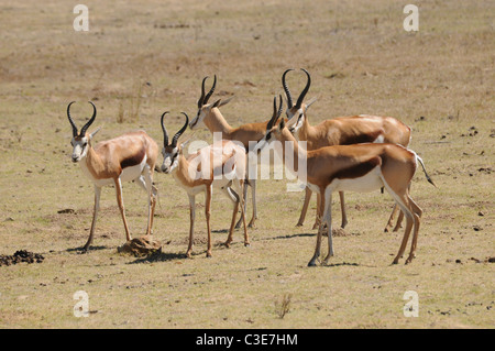 A herd of springbok, former national symbol of South Africa Stock Photo ...