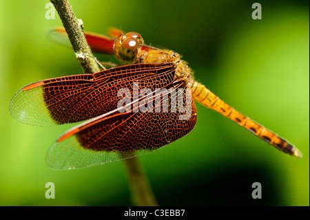 Red Grasshawk Dragonfly Stock Photo - Alamy