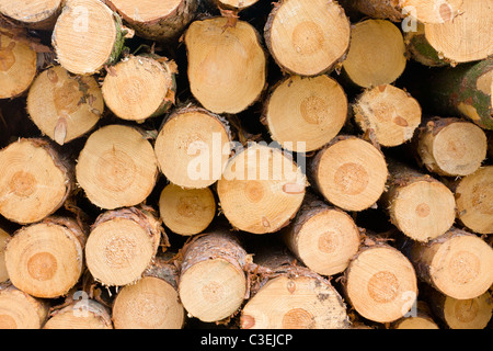 Stacked logs foresty North York Moors Yorkshire UK Stock Photo - Alamy