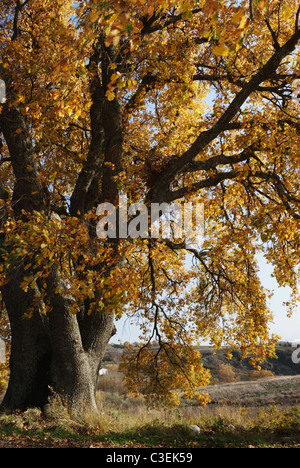 Secular oak tree Stock Photo - Alamy