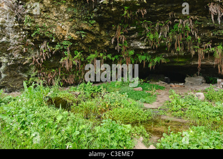 Fern grotto in a secluded beach in Wilder Ranch State Park, Santa Cruz ...