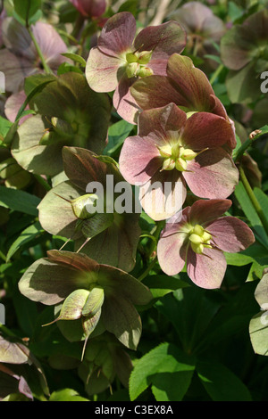 A Mauve Coloured Hybrid Of Lenten Rose Helleborus x hybridus Stock ...