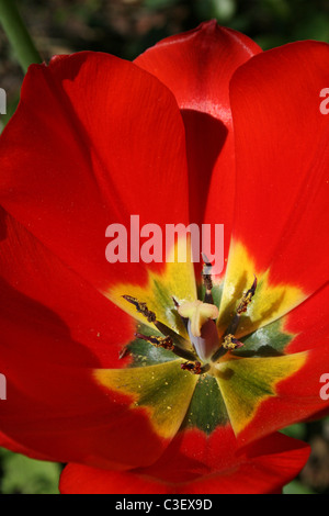 Reproductive organs of tulip plant Stock Photo - Alamy