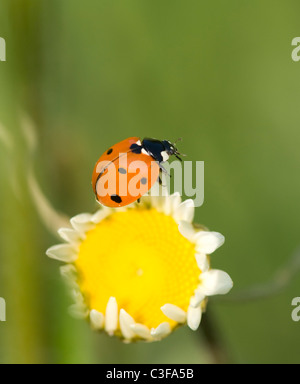 A red and black spotted ladybird perched on top of lush green foliage ...