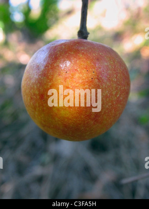Garcinia Indica, Kokam Fruit Stock Photo - Alamy
