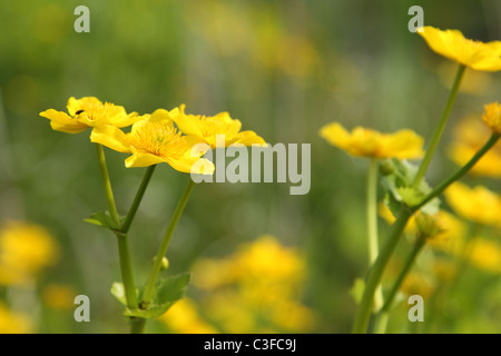 marsh marigold flowers Stock Photo - Alamy
