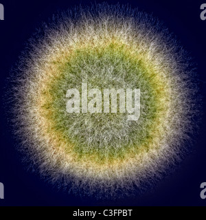 Macro shot of mold. Mold spores in agar-agar. A mold or mould is a ...