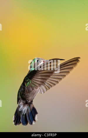 Female broad billed hummingbird (Cynanthus latirostris) in flight Stock ...
