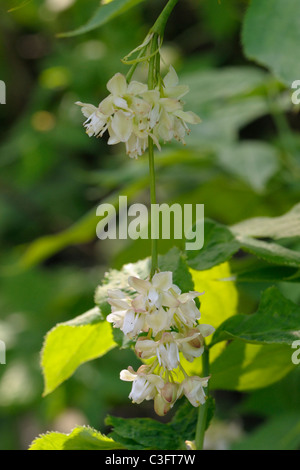 Bladder Nut (Staphylea pinnata Stock Photo - Alamy