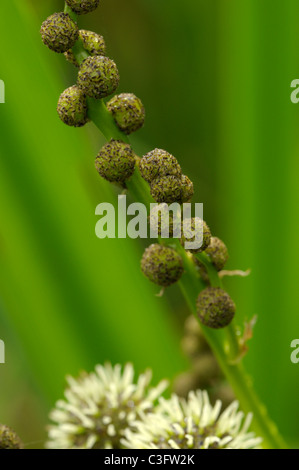 Simplestem bur-reed (Sparganium erectum), flowering Stock Photo - Alamy