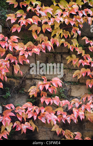 Red leaves of wild grapes on a wall at autumn Stock Photo - Alamy