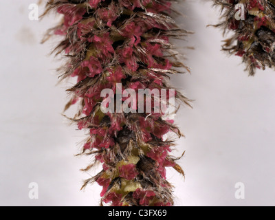 Female flowers of Populus tremula Stock Photo - Alamy