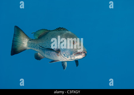 Dog snappers derive their name from the two large fang like teeth at ...
