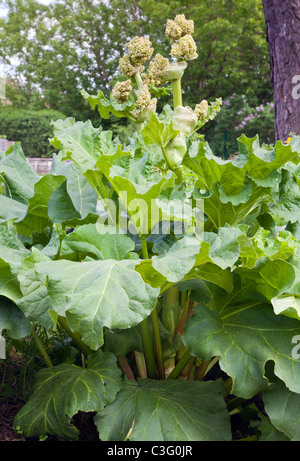 Rhubarb Flower, Rhubarb Seeds Stock Photo - Alamy
