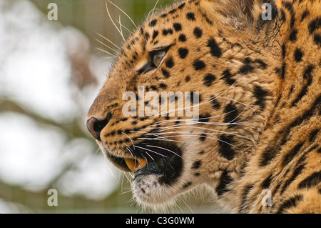 Growling Amur Leopard Stock Photo - Alamy