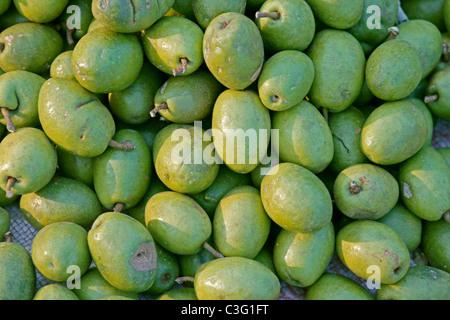 Jujube (Ziziphus jujuba Stock Photo - Alamy