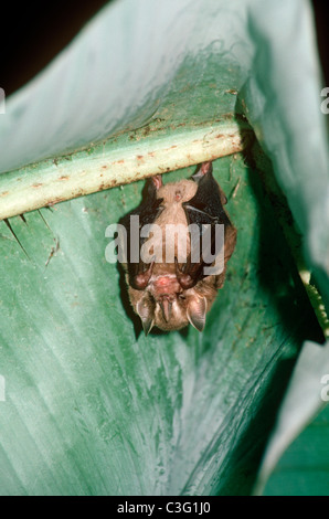 Tent-making bats (American leaf-nosed bats) hang upside down under a ...