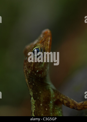 A Zandoli lizard (Anolis oculatus) aka Dominican anole, eyed anole, on ...