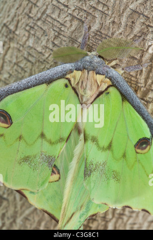African moon moth - Argema mimosae, large beautiful green silk moth ...