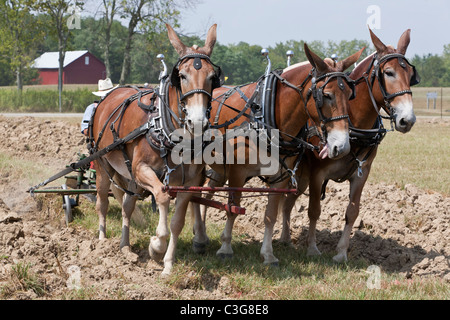 Man with mule team plowing field Stock Photo - Alamy