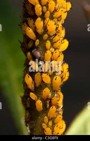 Yellow/orange oleander aphids (Aphis nerii) with black legs and ...