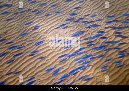 Shoal of Red Sea fusiliers caesio suevica swimming on a tropical coral ...