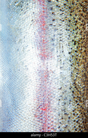 Scales of rainbow trout Stock Photo - Alamy