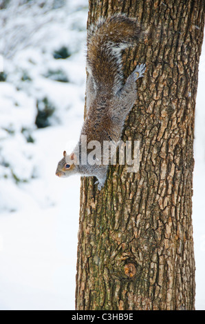 Squirrel on Tree Trunk Stock Photo - Alamy
