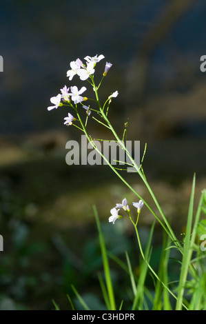 Cuckooflower cardamine pratensis Stock Photo - Alamy