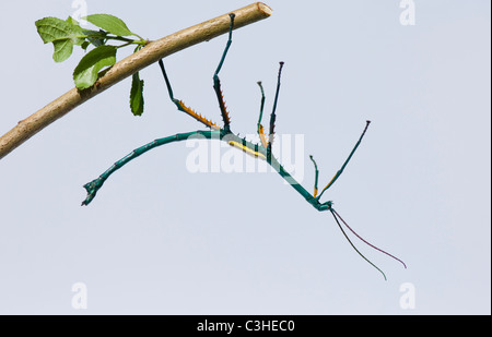 Male Stick Insect (Achriopetra fallax), in defensive position, captive ...