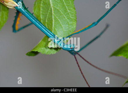 Male Stick Insect (Achriopetra fallax), in defensive position, captive ...