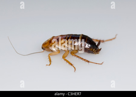 Turkistan Cockroach (Blatta lateralis Stock Photo - Alamy