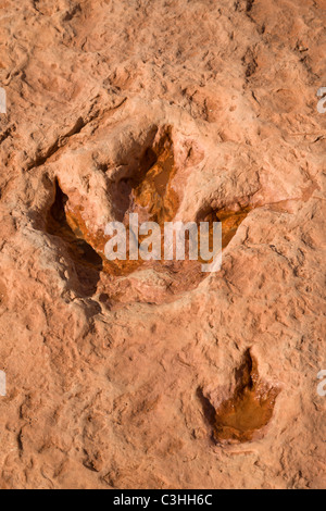 Early Jurassic Therapod tracks, carnivore Dilophosaurus wetherilli, at ...