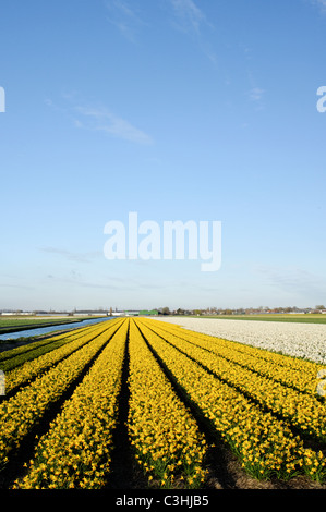 Tulip and Hyacinth Flower Fields in Holland, The Netherlands. A major ...