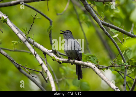 Gray Catbird singing whilst sitting on a tree branch Stock Photo - Alamy