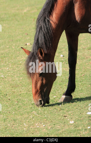 Cuban Criollo Horse Stock Photo - Alamy