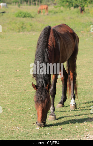 Cuban Criollo Horse Stock Photo - Alamy