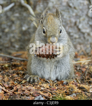 red little squirrel standing on white snow in wintertime Stock Photo ...