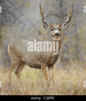 Mule Deer Buck Stock Photo - Alamy