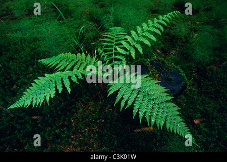 Farn, Aspidium filix-mas, Fern Stock Photo - Alamy
