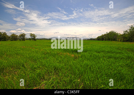 HDR image of a rice field with the mountains in the background Stock ...