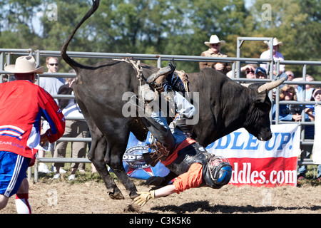 Cowboy being thrown while bull riding, Water Valley rodeo, Water Valley ...